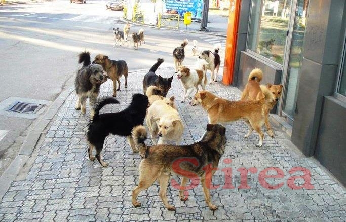 Ieşi în stradă! Copiii, nu câinii sunt viitorul Ţării tale! - Ziarul Știrea
