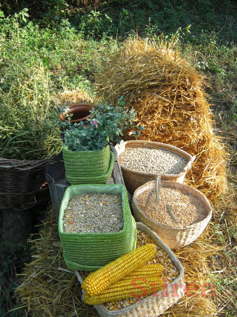 FURAJE SĂNĂTOASE PENTRU ANIMALE” - Ziarul Știrea