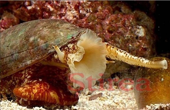 Veninul unei specii de melci marini, un analgezic mai puternic decât ...